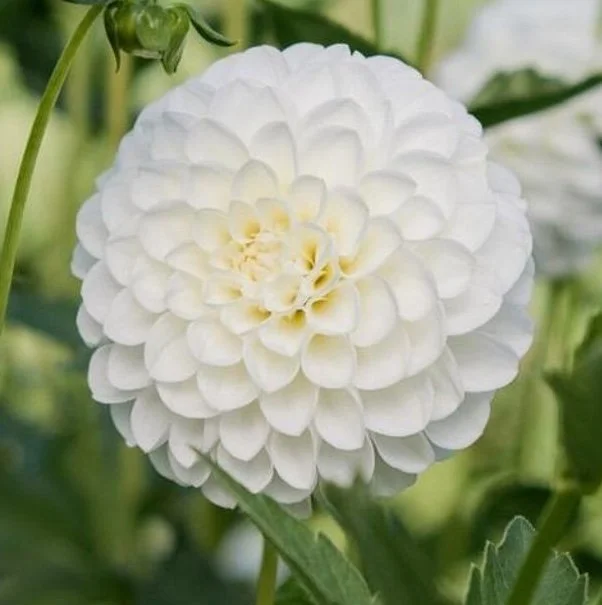 Dahlia Tubers — Bowker Creek Flower Farm