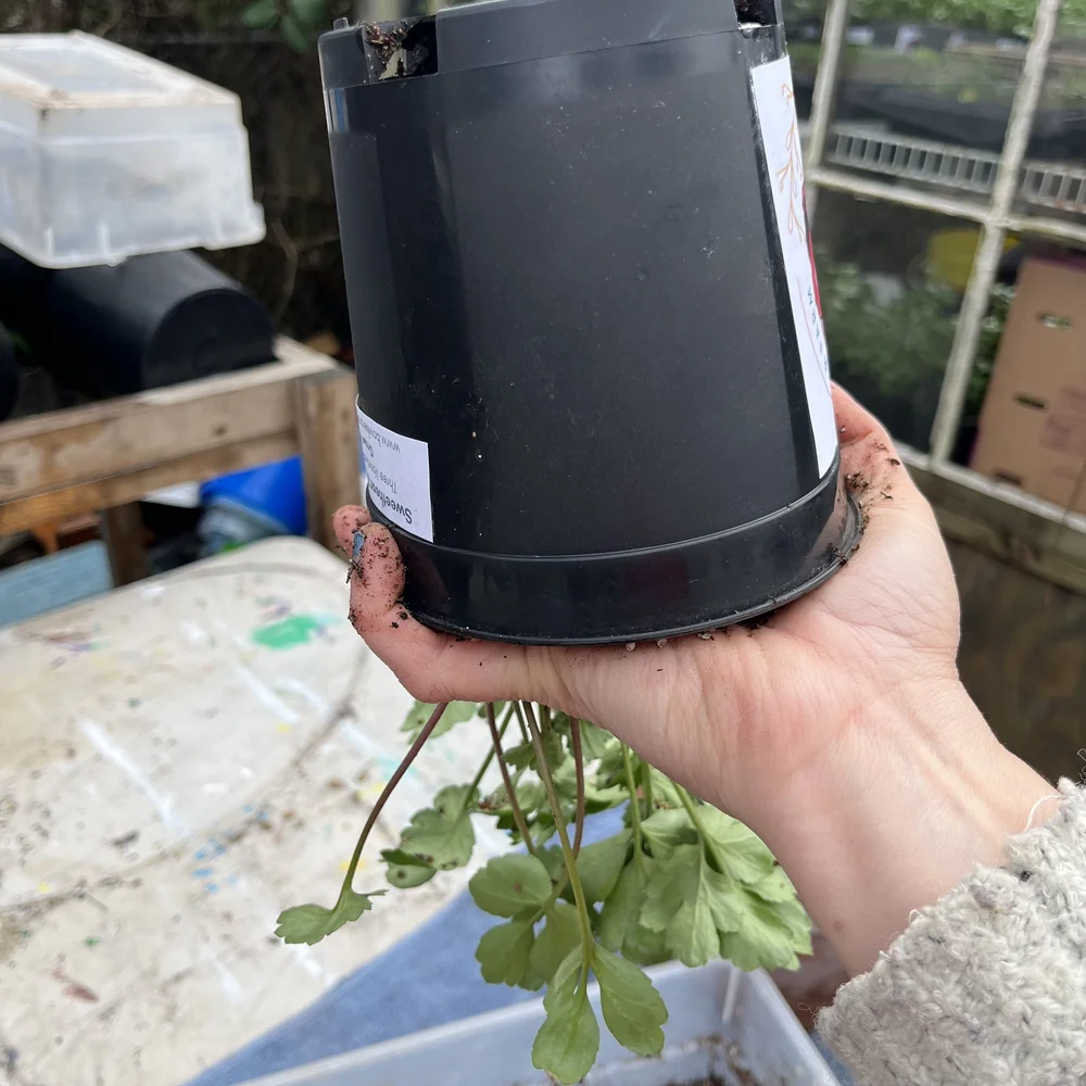 How to plant pre-sprouted ranunculus — Bowker Creek Flower Farm
