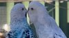 Little Beaks | Bird Welfare Advocacy & Sanctuary