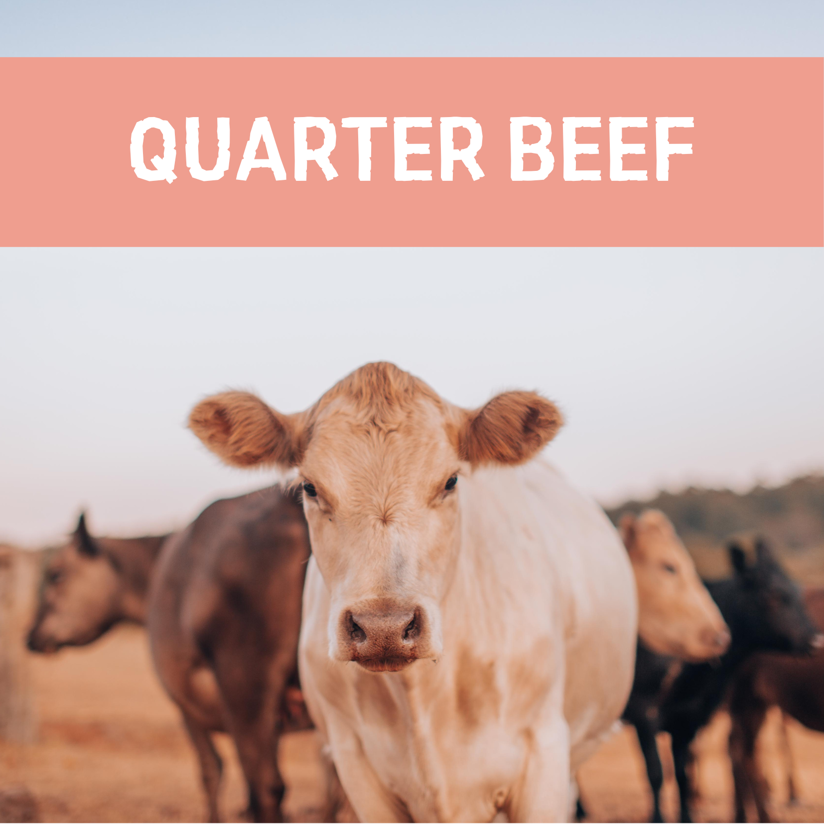 Whole Beef — Valley View Meat Co.