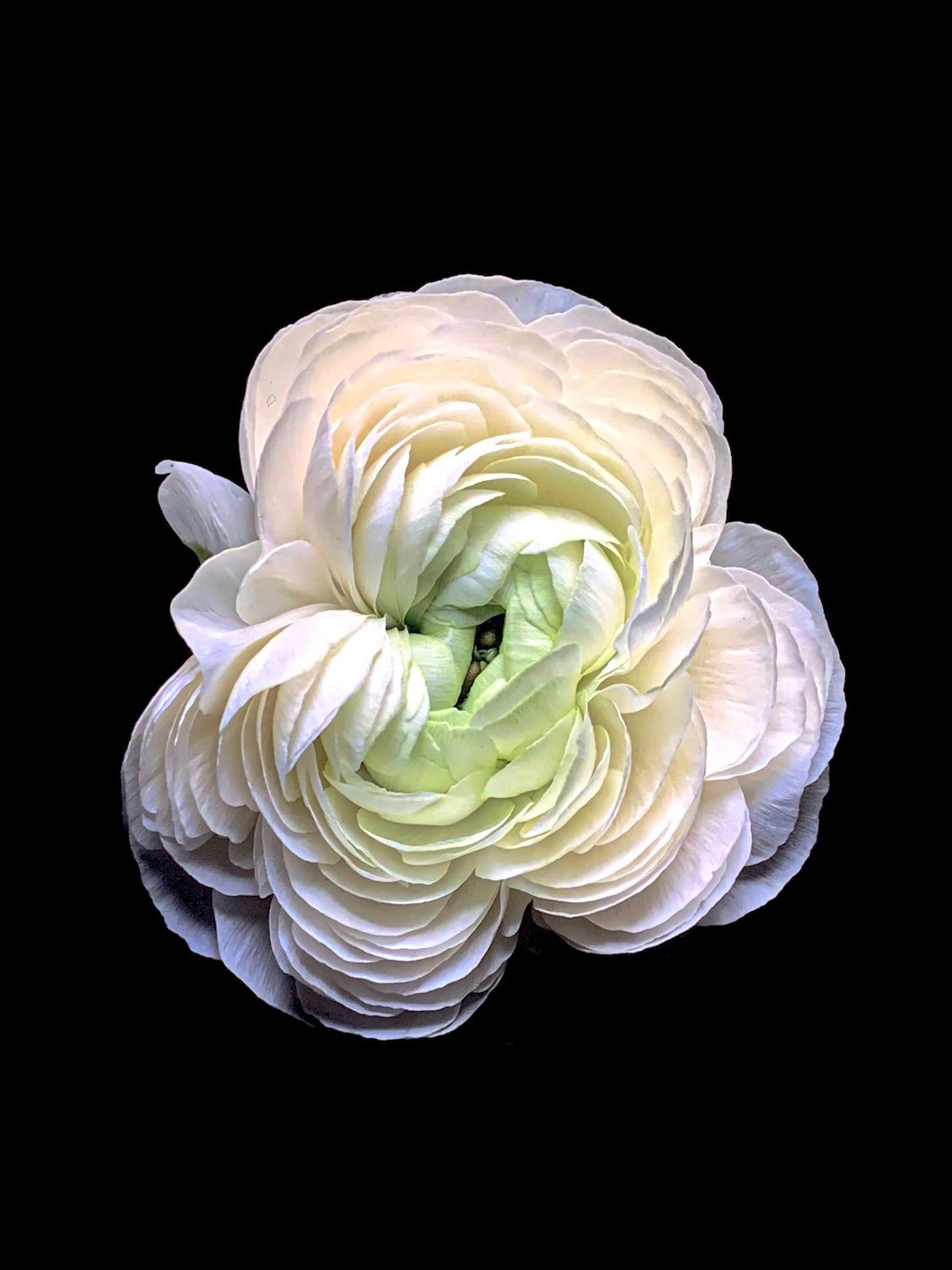 Ranunculus — Christopher Beane