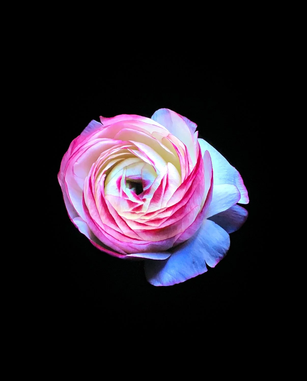 Ranunculus — Christopher Beane