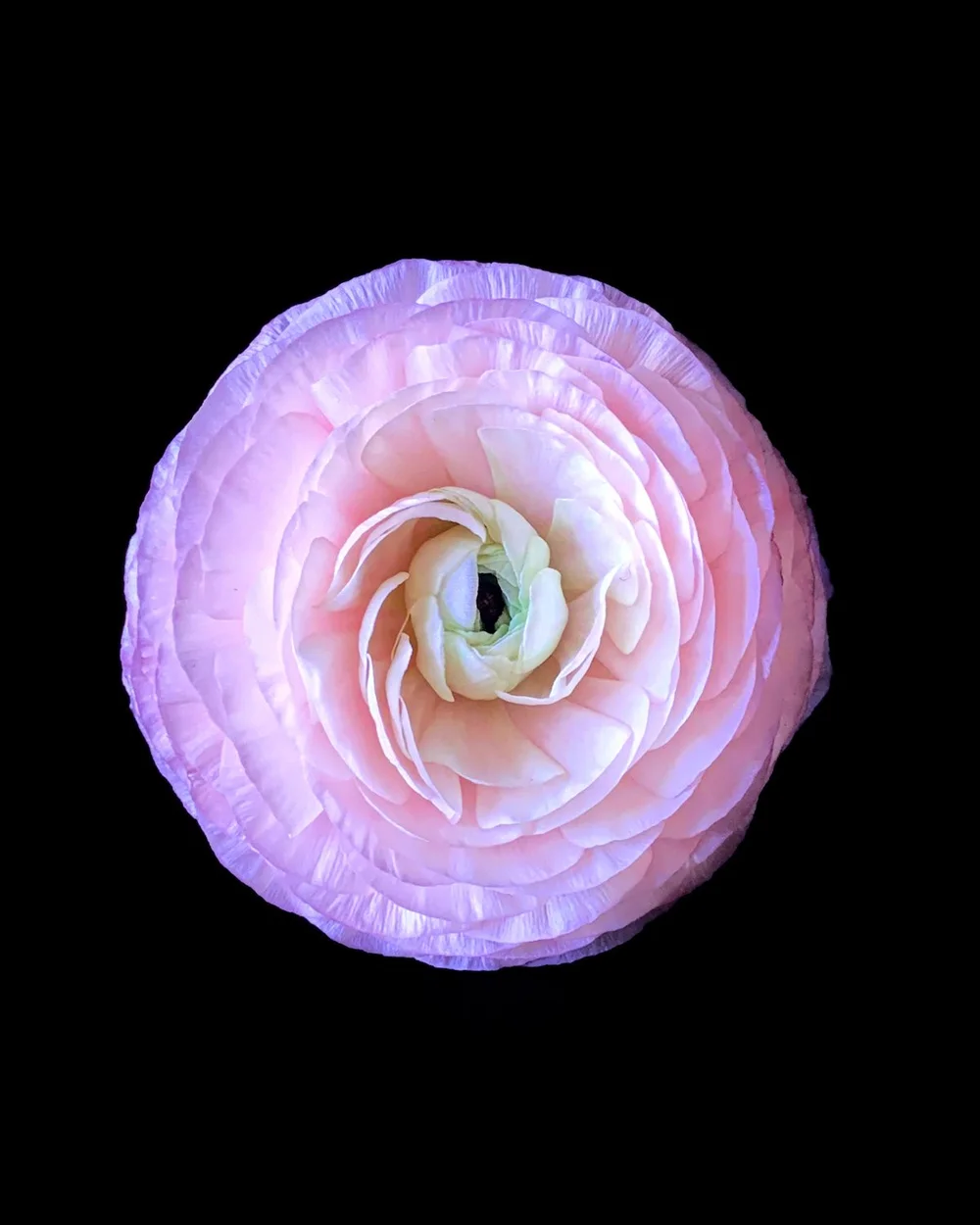 Ranunculus — Christopher Beane