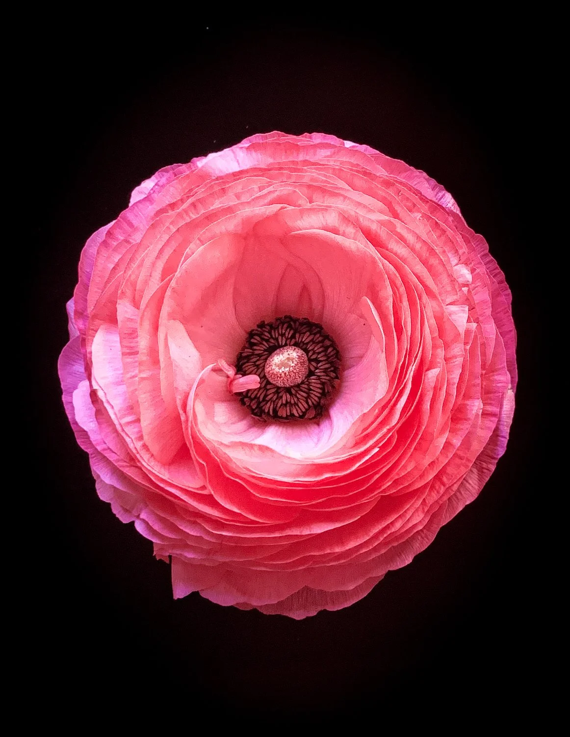 Ranunculus — Christopher Beane