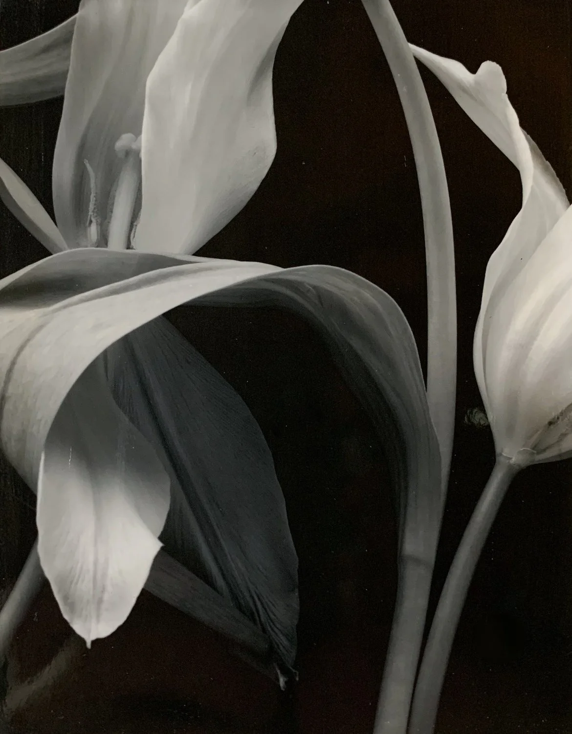 Orgies I — Christopher Beane