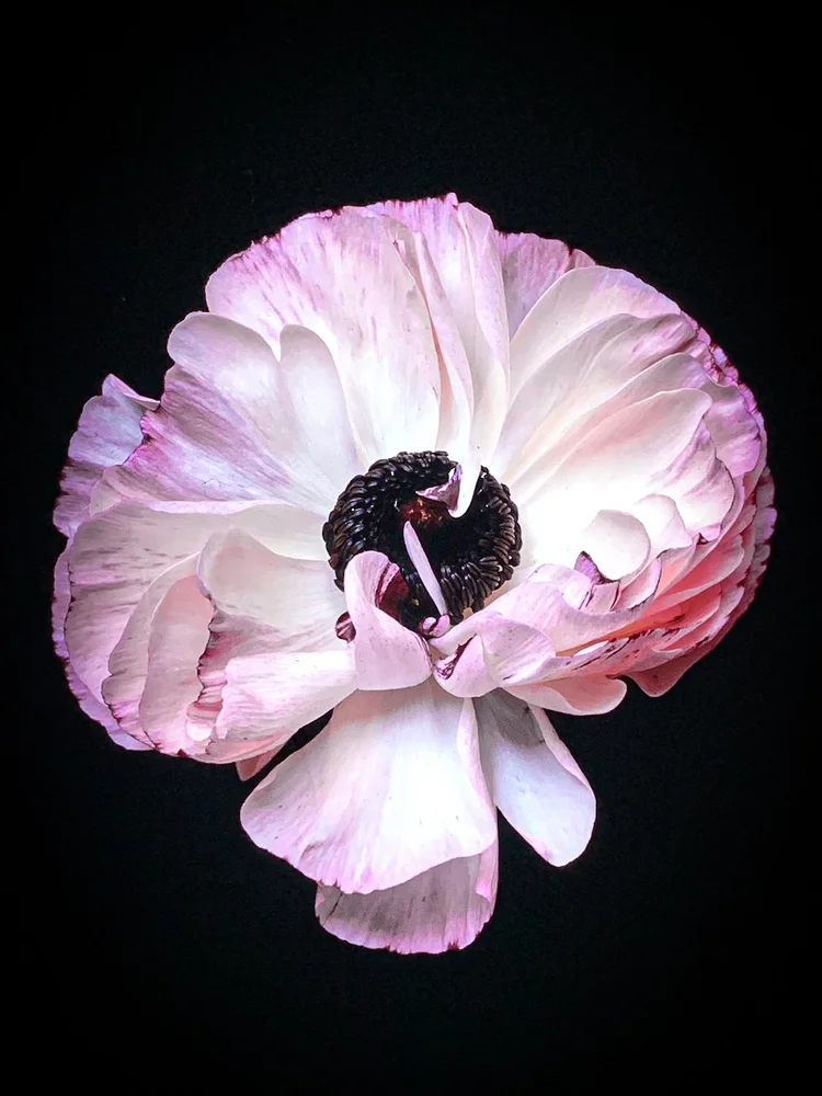 Ranunculus — Christopher Beane
