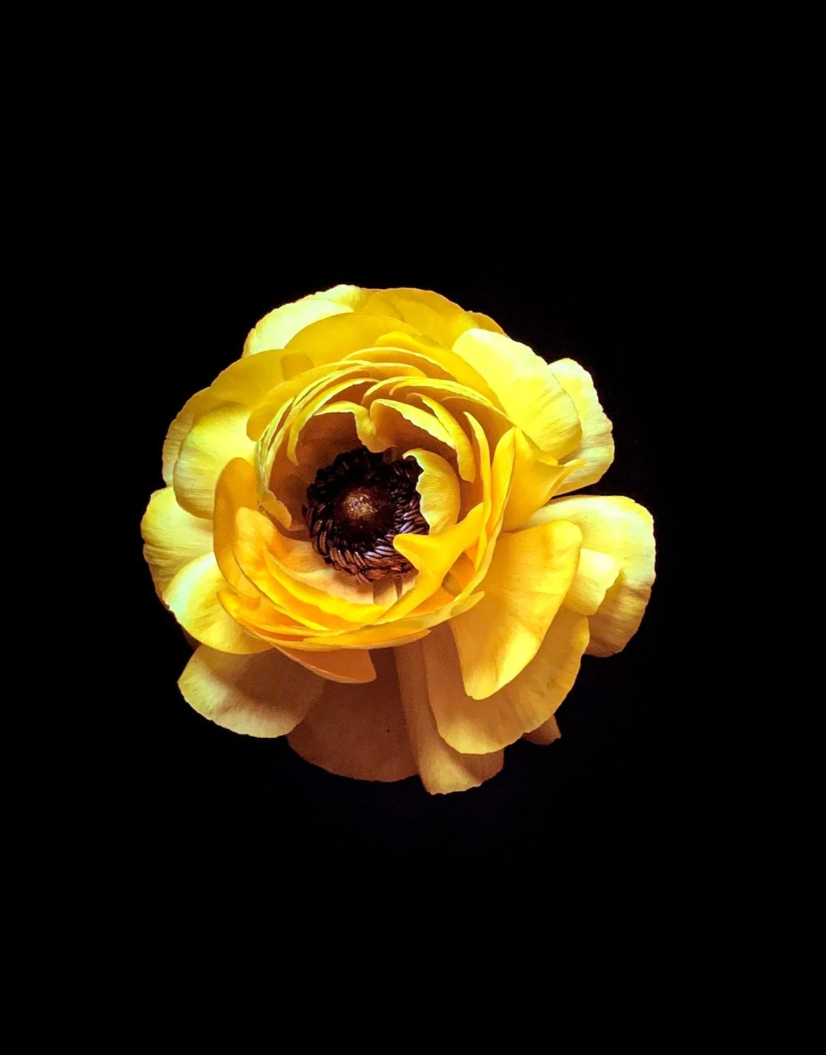 Ranunculus — Christopher Beane