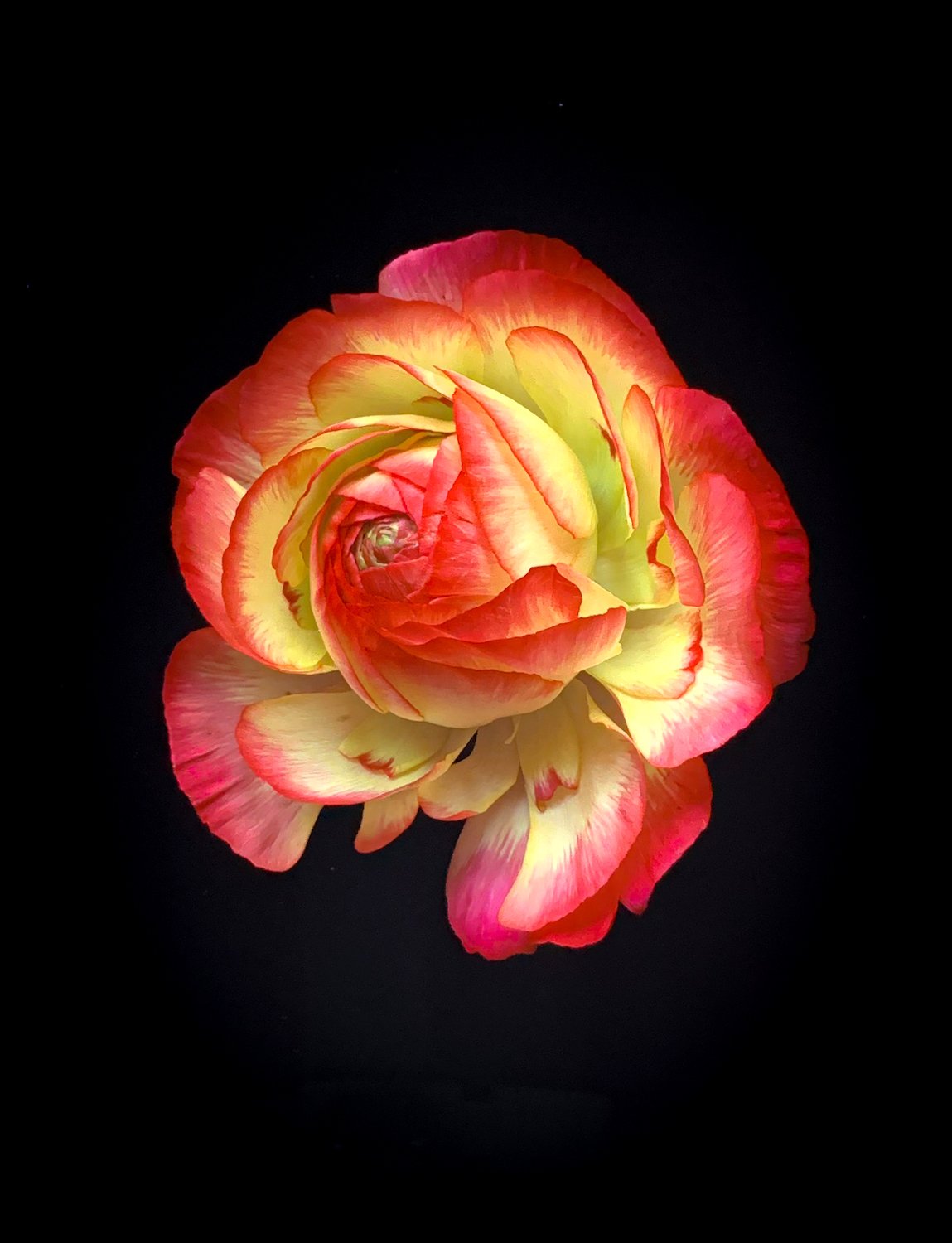 Ranunculus — Christopher Beane