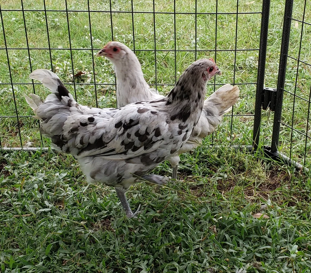 Silverudd Blue (Isbar) fertile eggs — Vitoria Farms