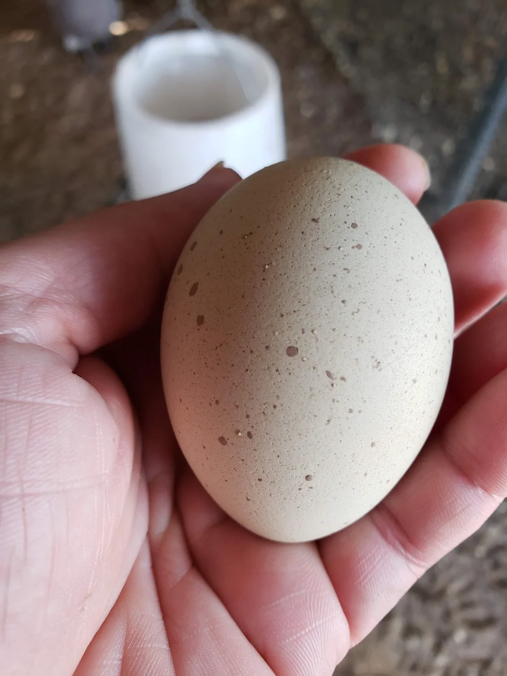 Silverudd Blue (Isbar) fertile(homozygous) eggs - Pre-order spring 2026 ...