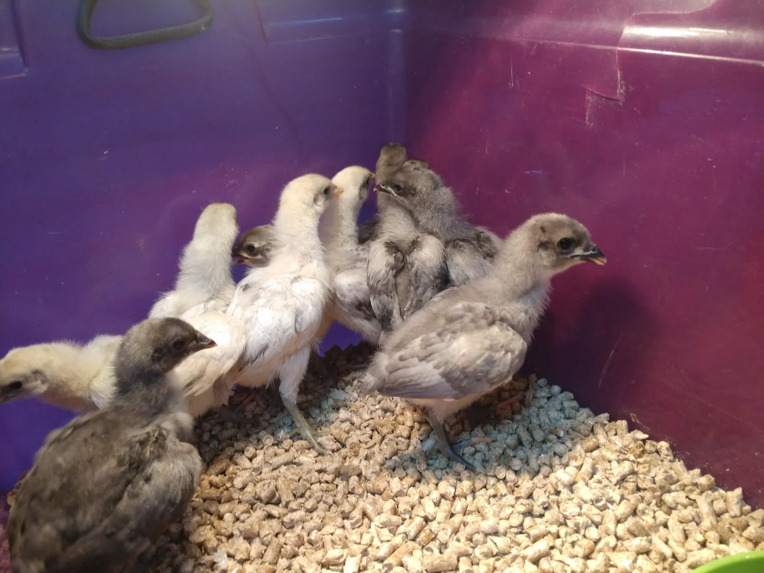 live chickens, whole-dressed chickens, baby chicks, coturnix quail ...