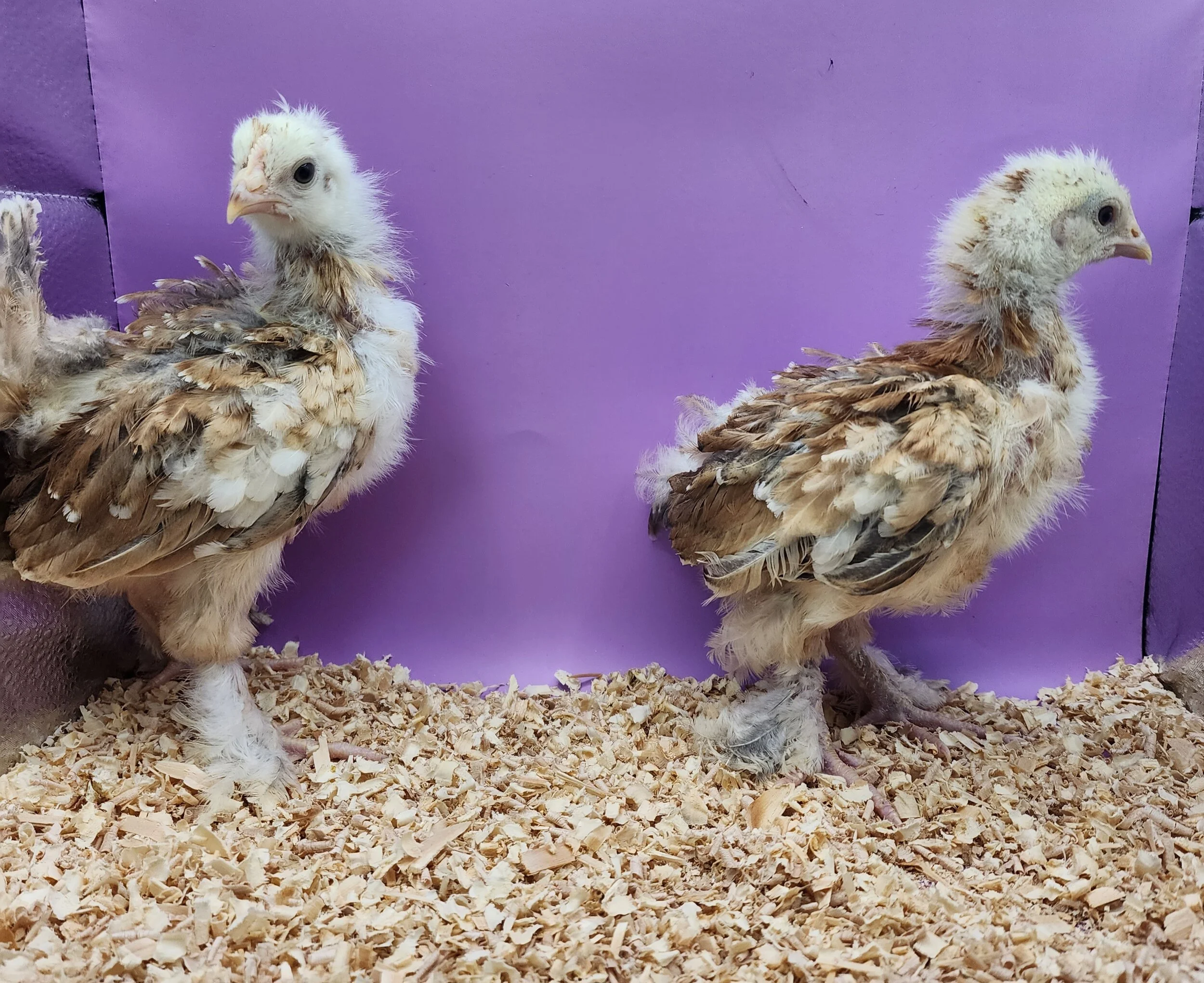live chickens, whole-dressed chickens, baby chicks, coturnix quail ...