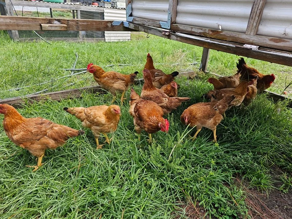 Processing of chickens, ducks, quail, and guineas — Vitoria Farms