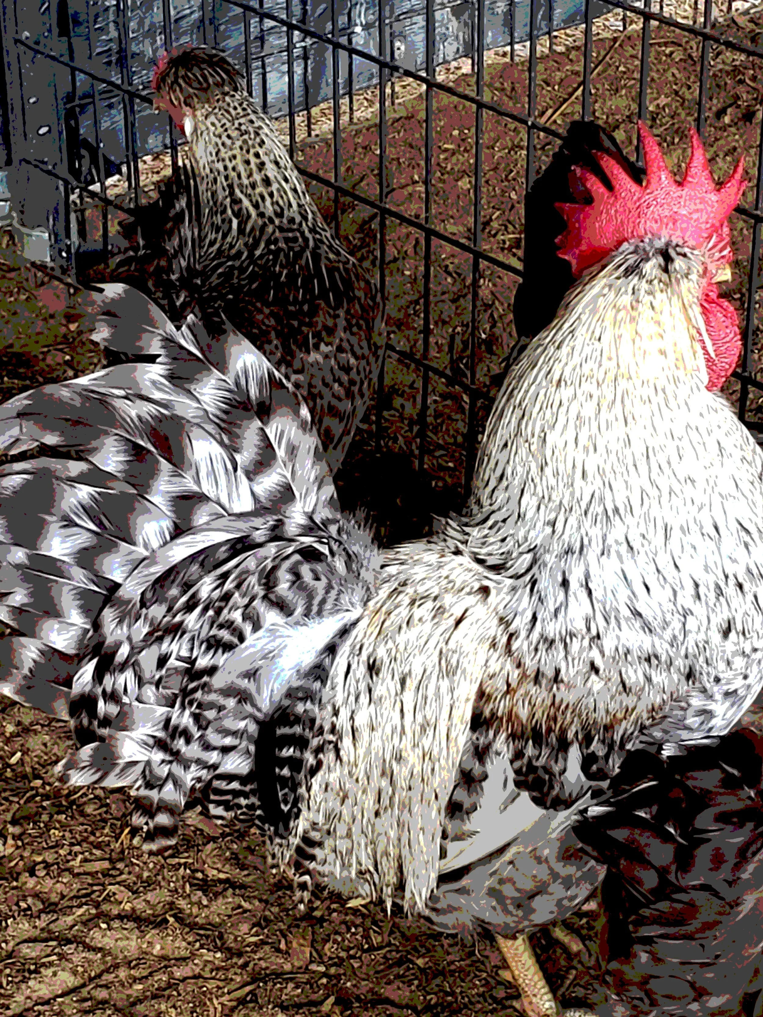 live chickens, whole-dressed chickens, baby chicks, coturnix quail ...