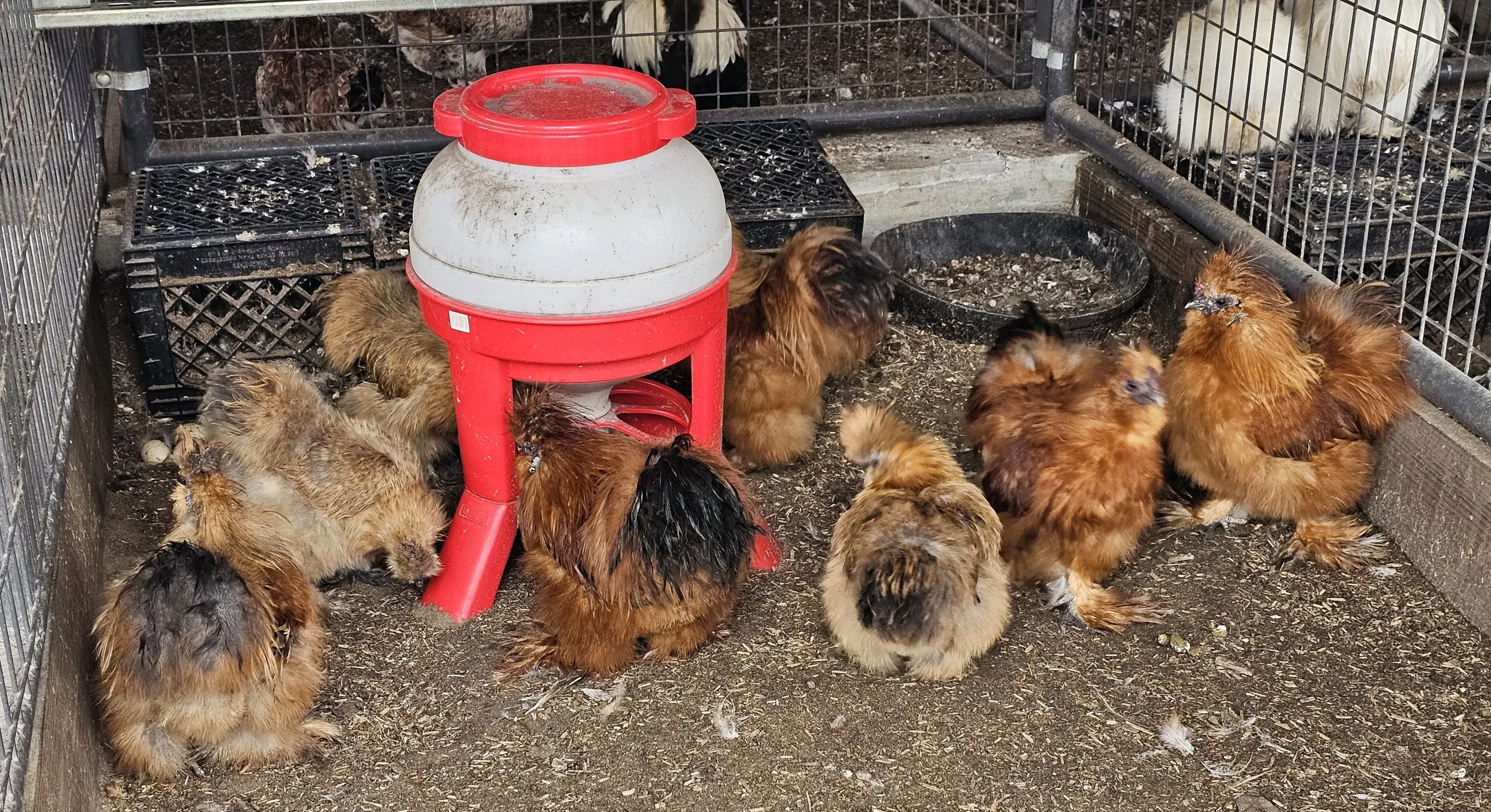 live chickens, whole-dressed chickens, baby chicks, coturnix quail ...