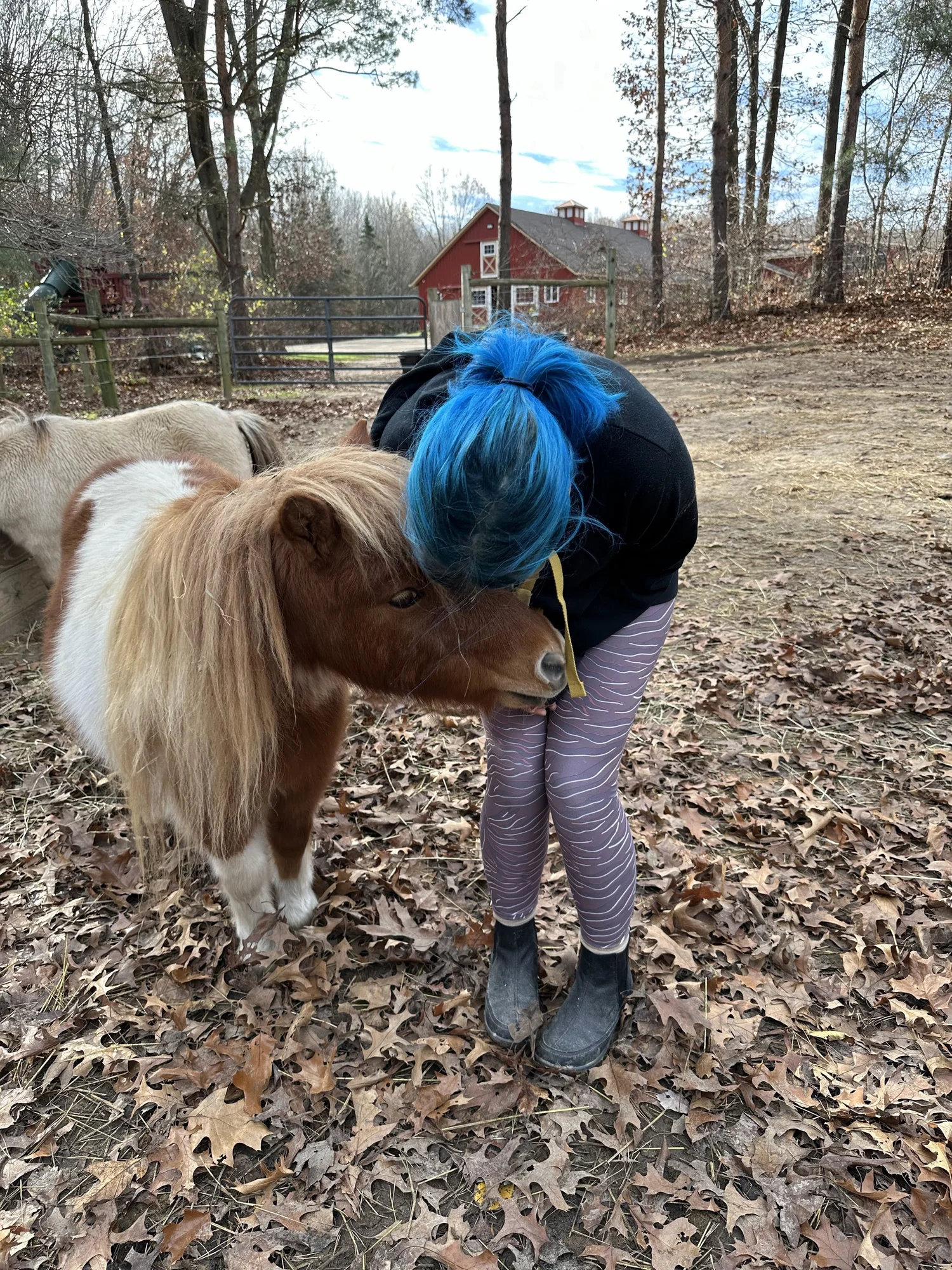 Community Barn Time — The Barn for Equine Learning