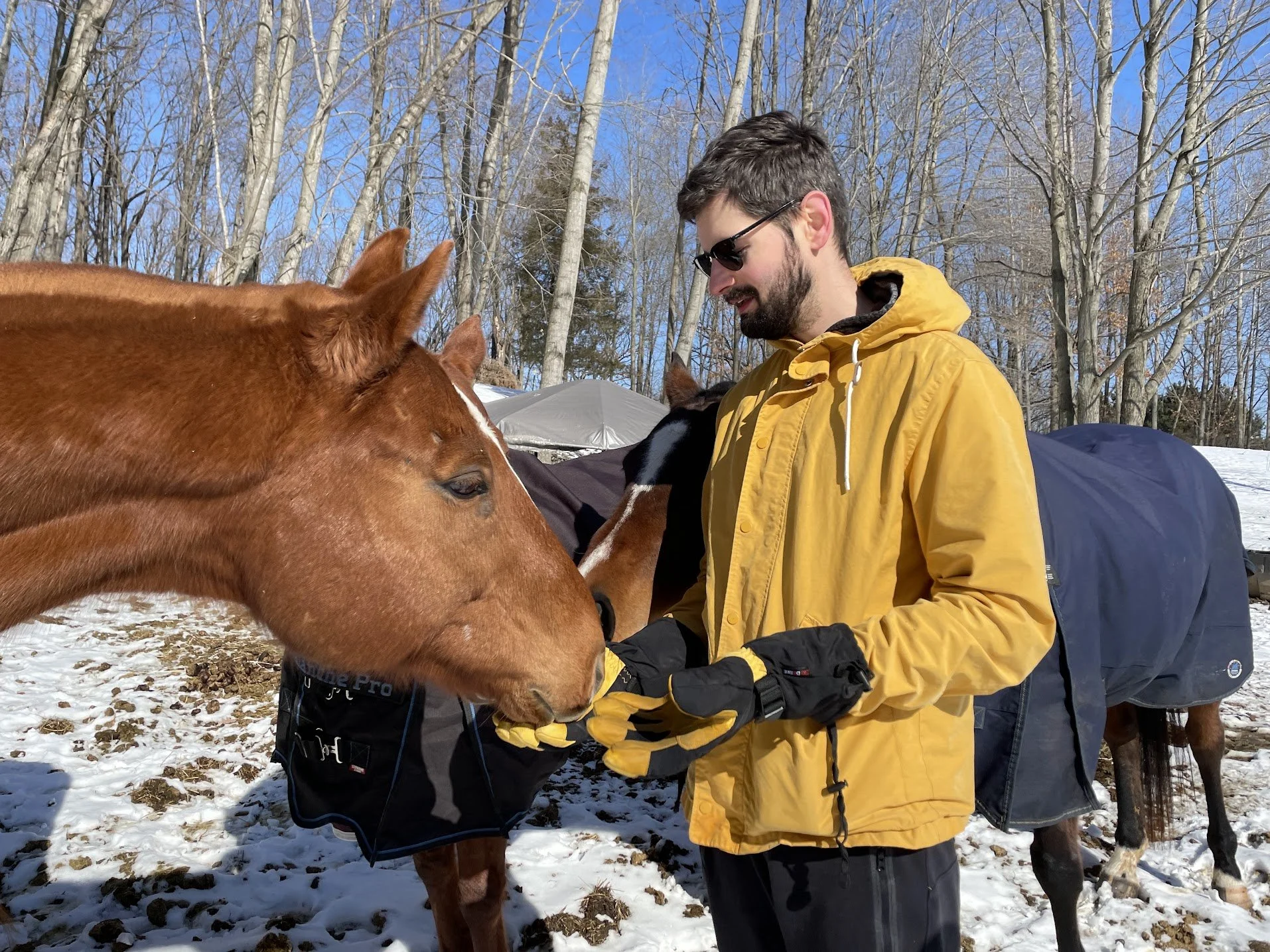 Volunteer — The Barn for Equine Learning