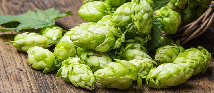 IBUs — The Brew Enthusiast