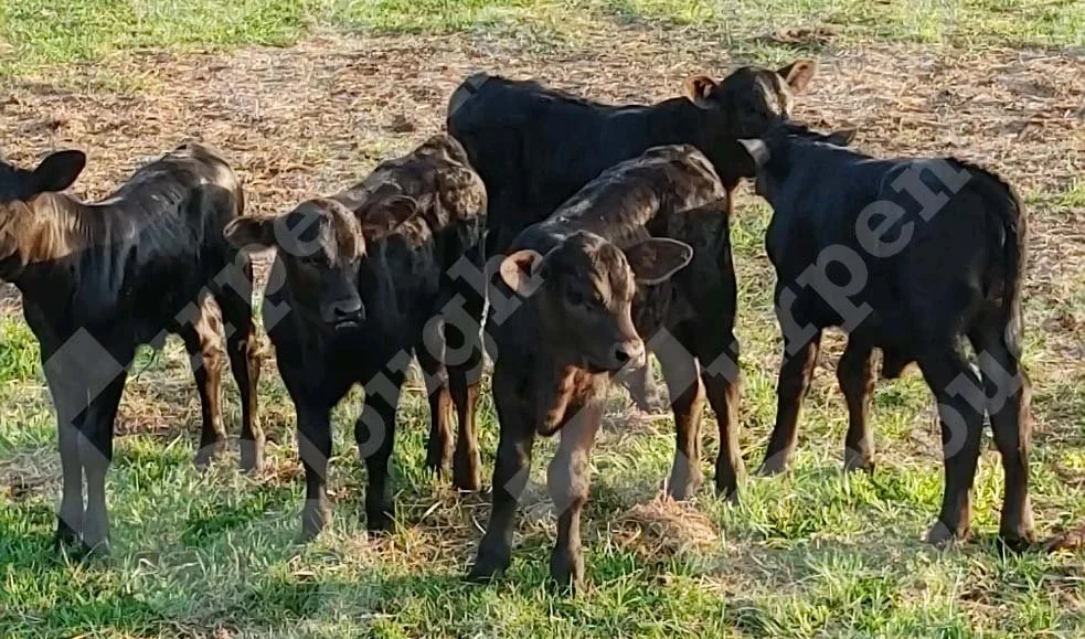Turpentine Slough: Family-Owned Brangus Cattle Farm in Palatka, FL ...