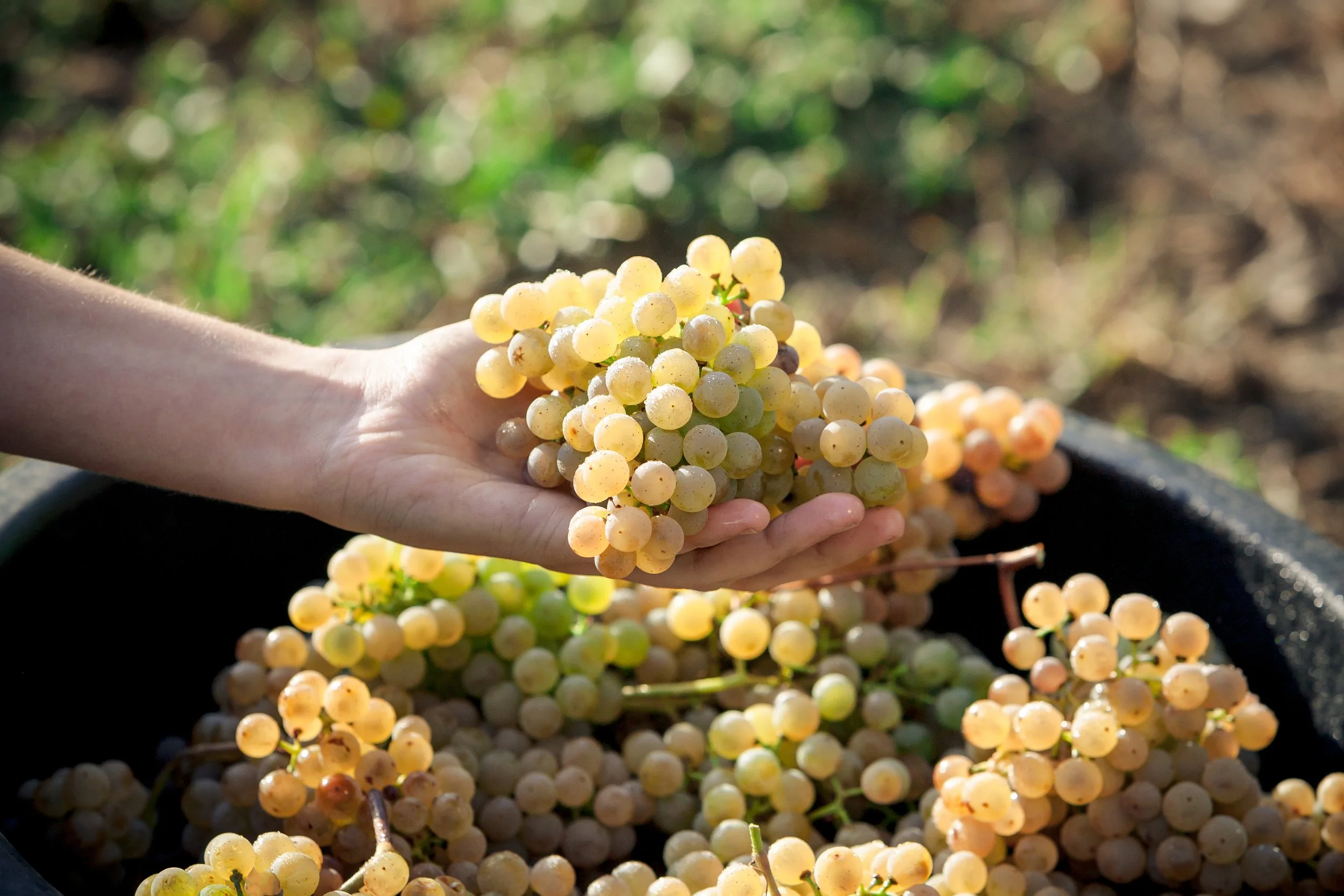 Alvarinho Grape: Portugal's Liquid Gold — portnwine