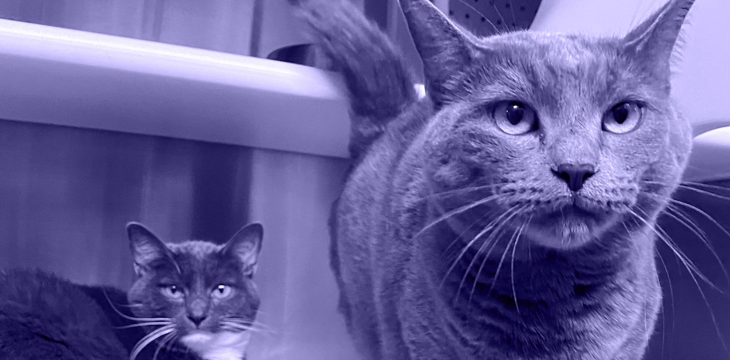 Cat Handling — YCAS Volunteers