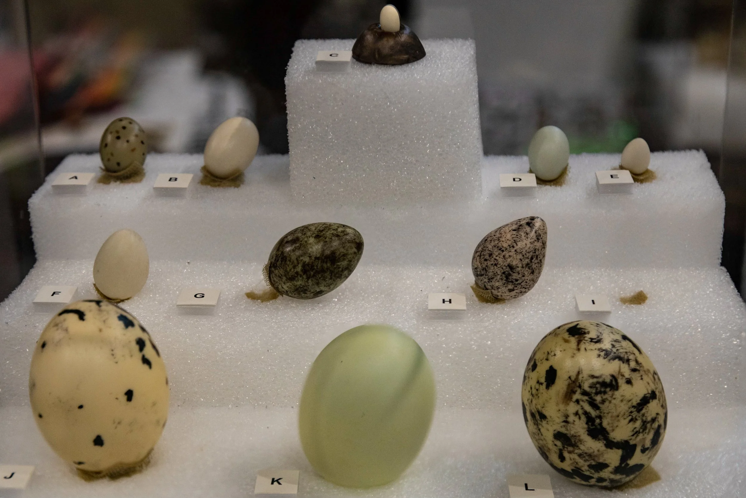 Friends of the L.C. Bates Museum