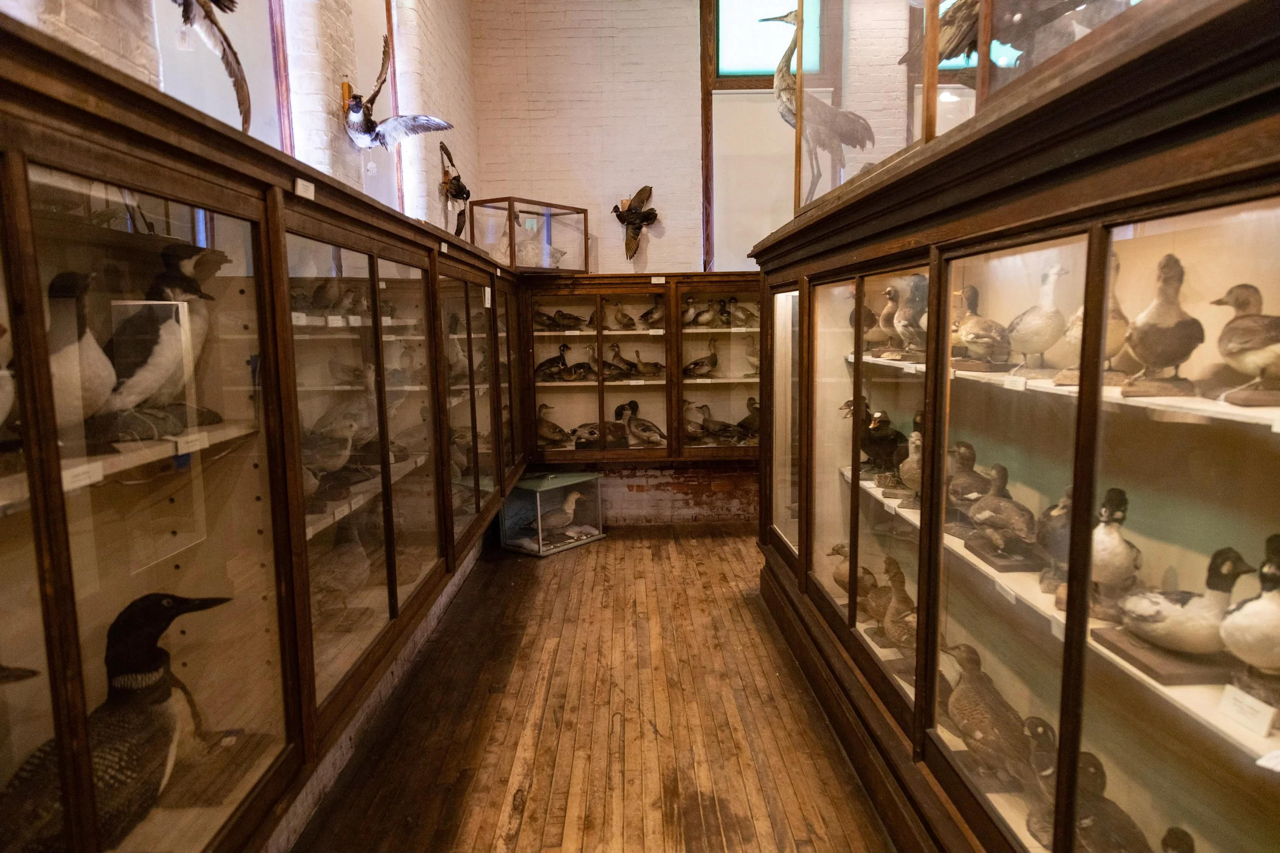 Friends of the L.C. Bates Museum