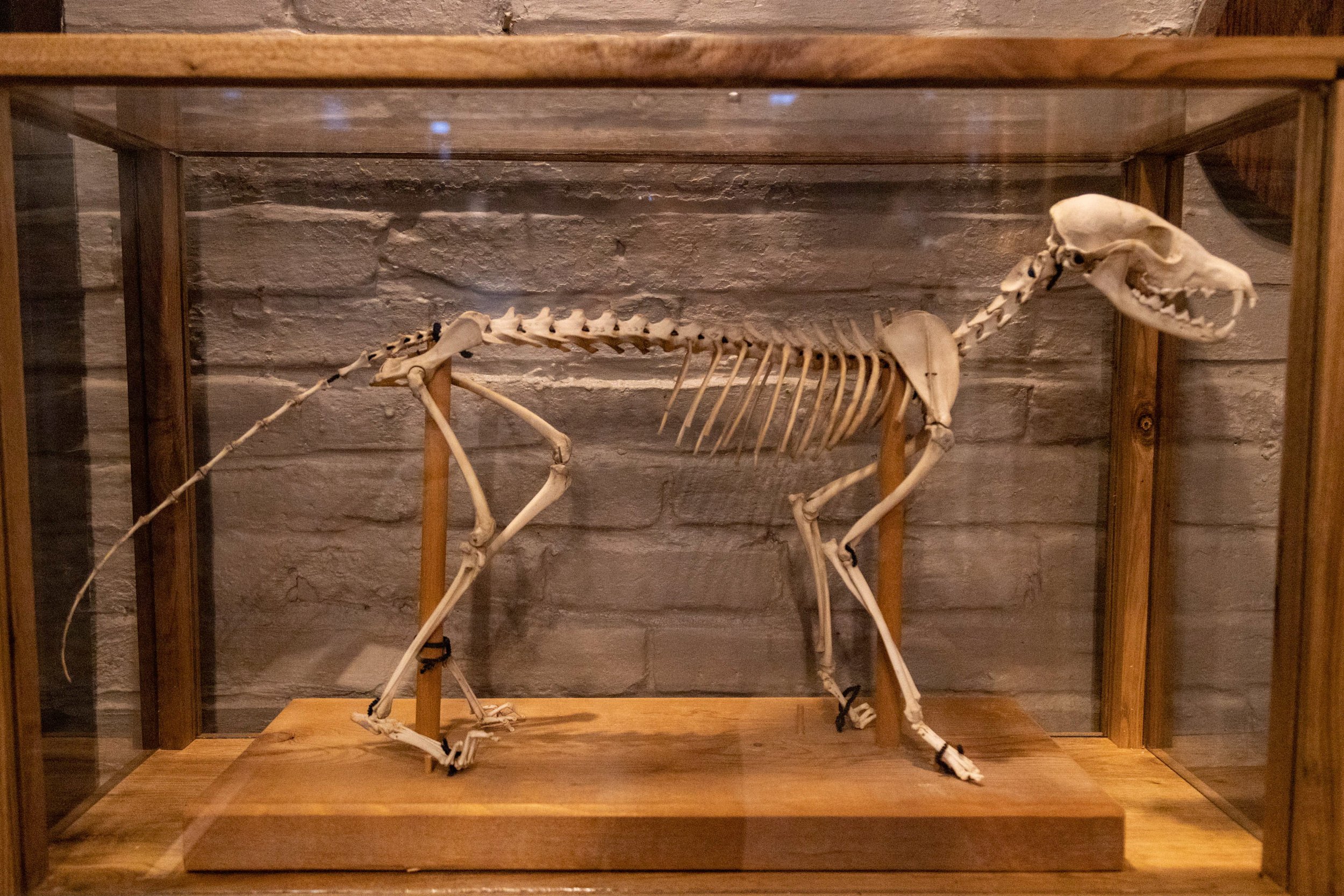 Friends of the L.C. Bates Museum