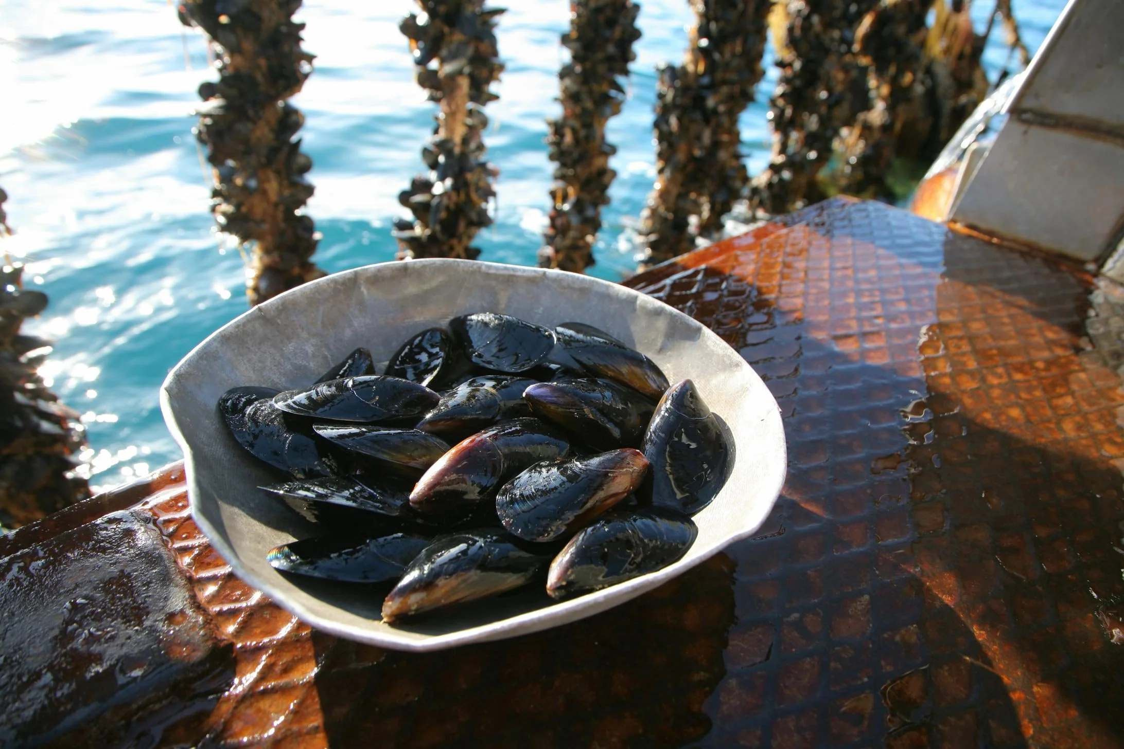 About Eyre Peninsula Seafoods | Australian Mussels