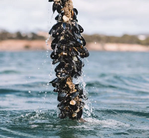 Ten surprising mussel facts | EP Seafoods