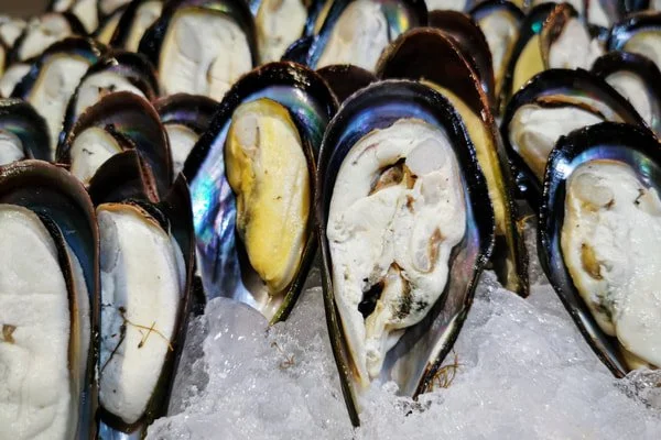The state of international mussel exports | EP Seafoods
