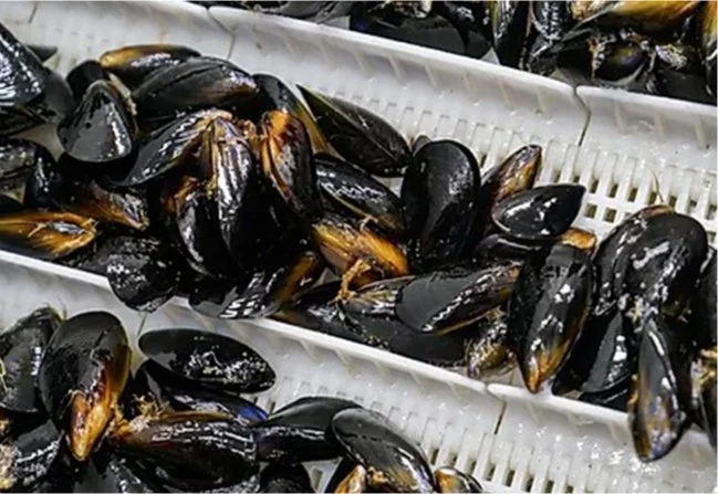 Eyre Peninsula Seafoods | Australia’s Finest Quality Mussels