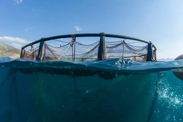 Water to Plate Mussel Farming | Australian Mussels