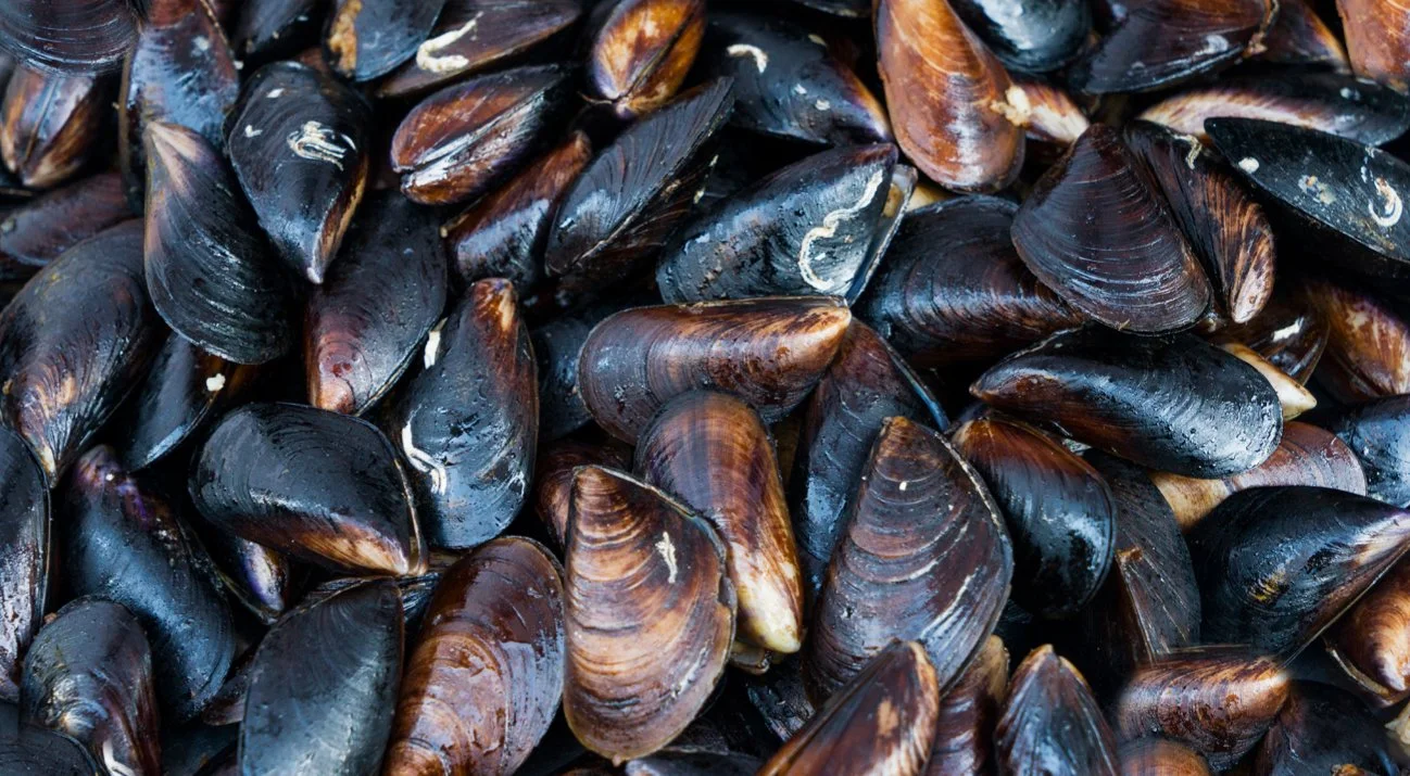 Our Mussel Brands | Australian Mussels