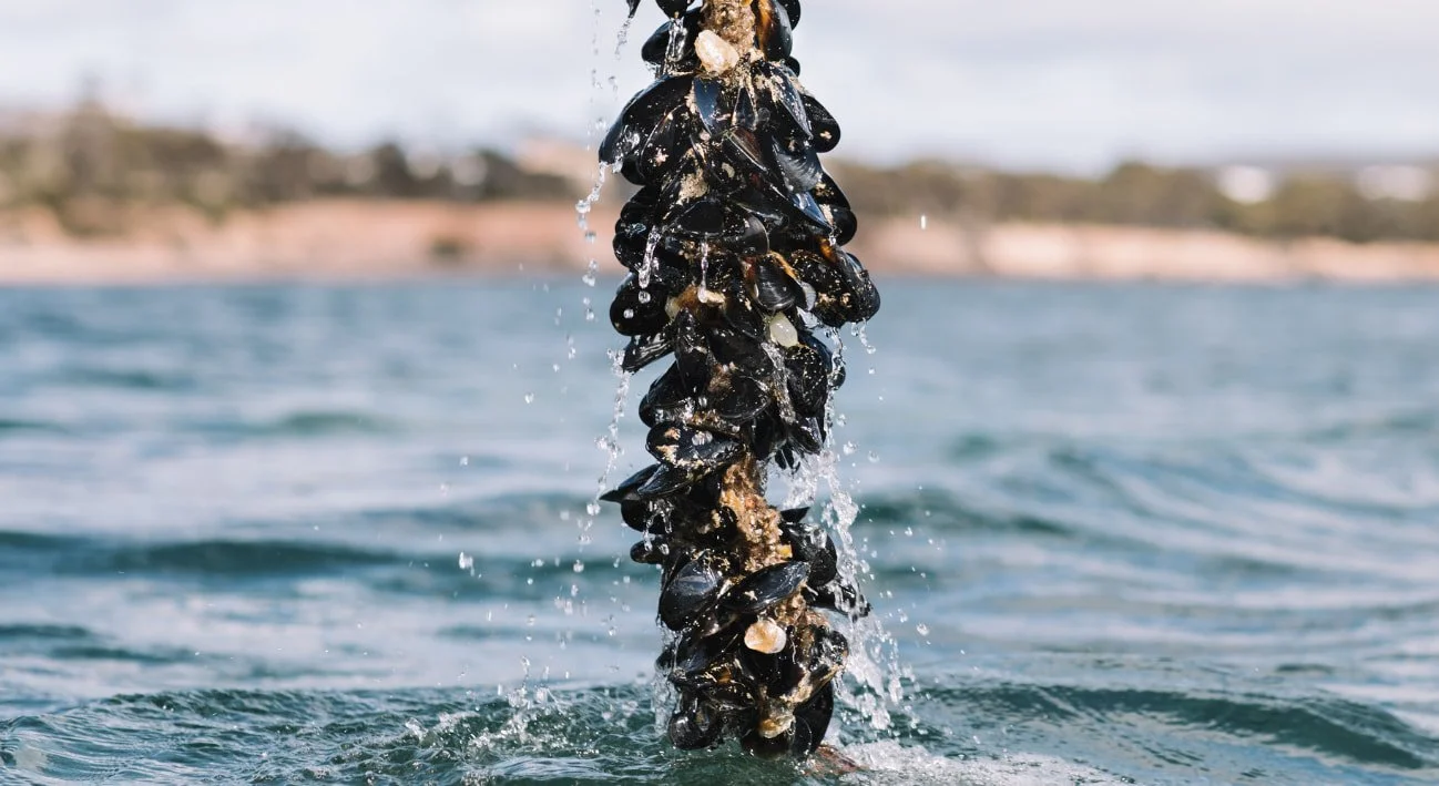 Eyre Peninsula Seafoods | Australia’s Finest Quality Mussels