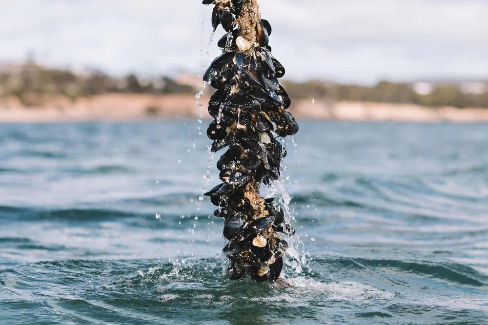 Eyre Peninsula Seafoods | Australia’s Finest Quality Mussels