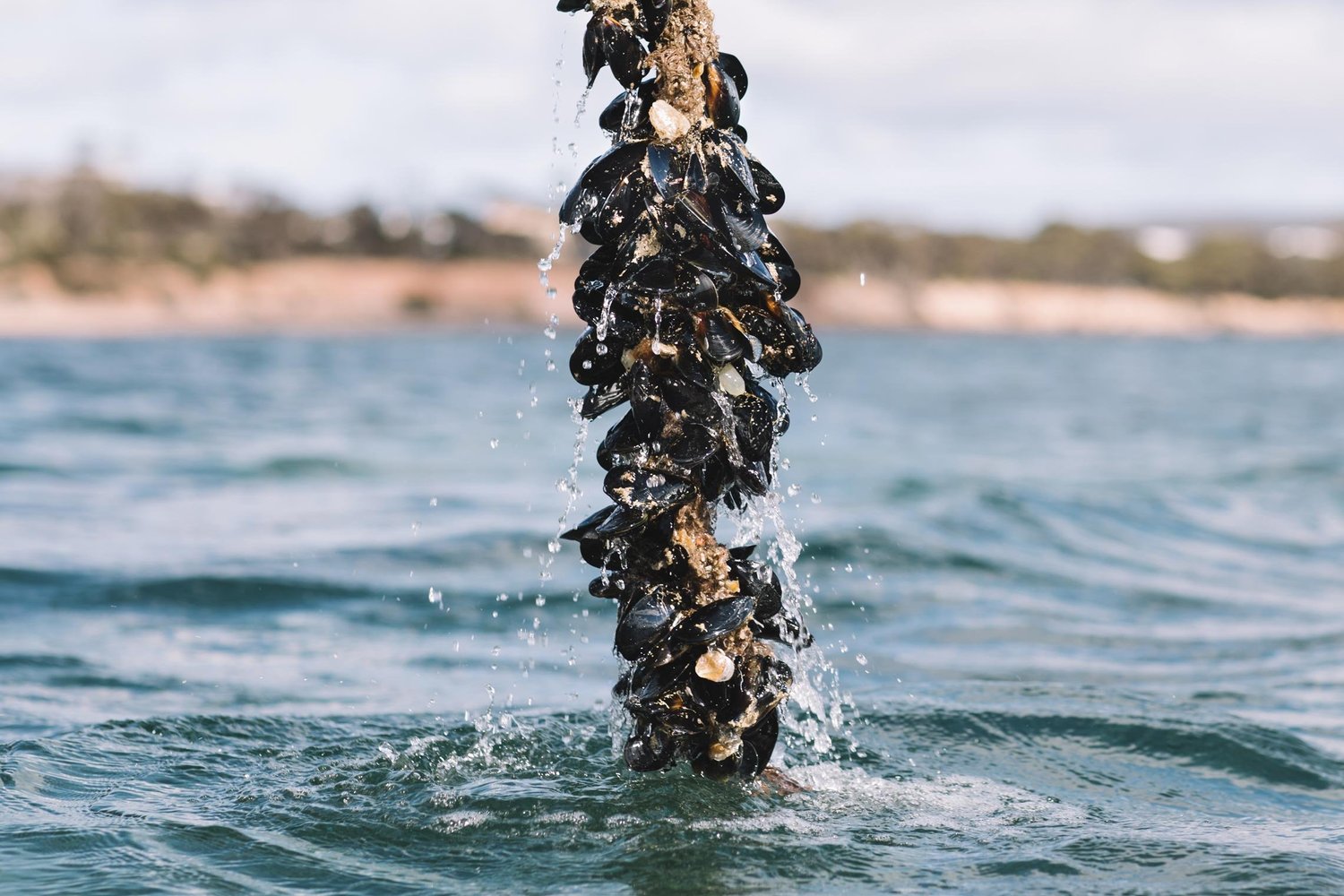 Eyre Peninsula Seafoods | Australia’s Finest Quality Mussels