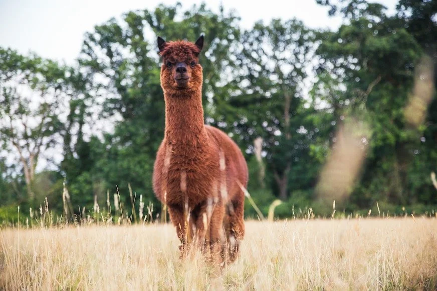 Family Farm in Hampshire | Mucky Bucket Farm
