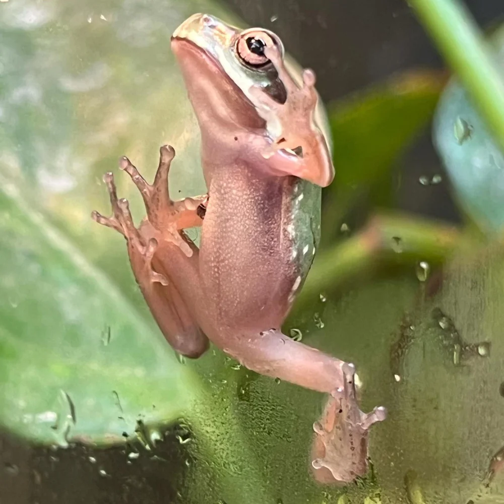 Frogs For Sale — Special Reptiles For Sale UK