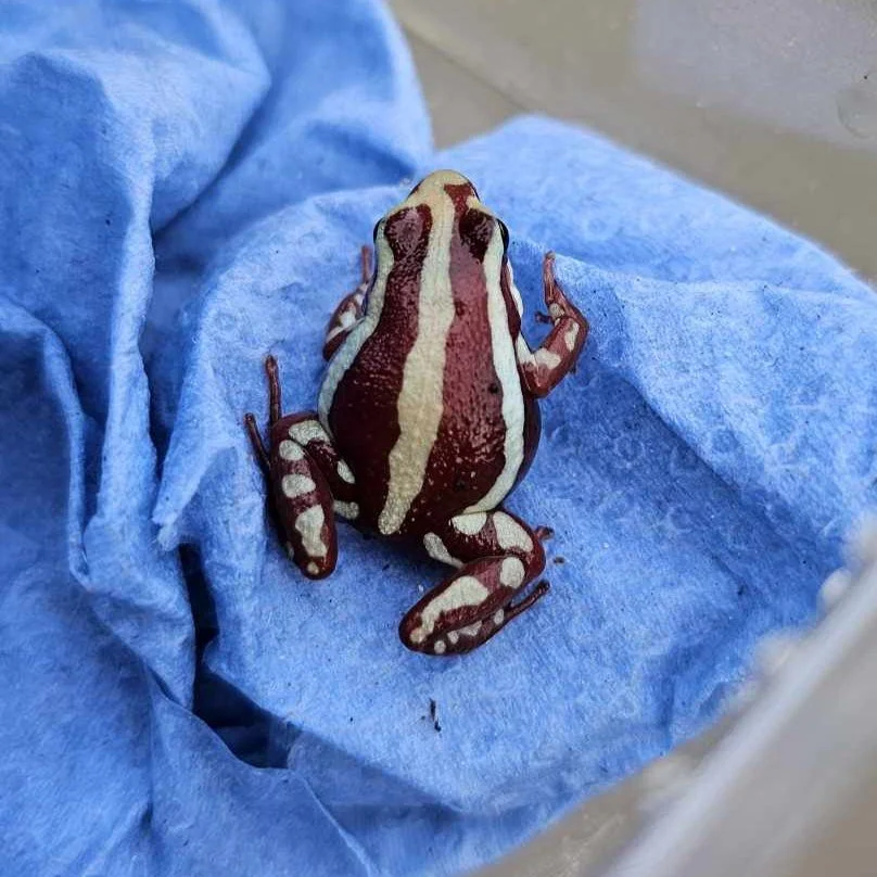 Frogs For Sale — Supreme Reptiles For Sale UK