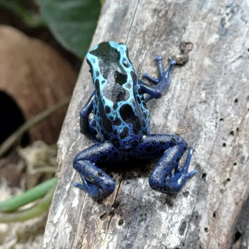 Frogs For Sale — Supreme Reptiles For Sale UK