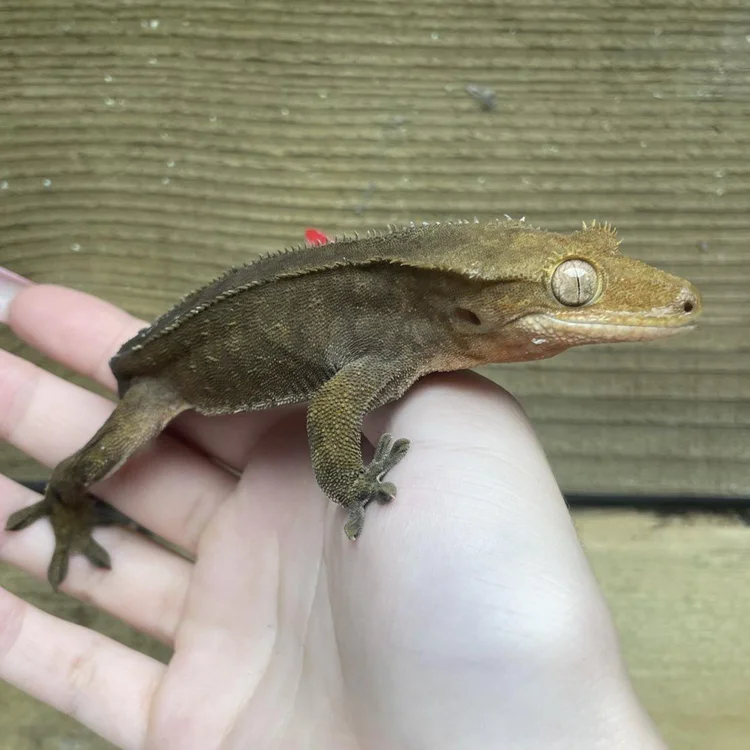 Unique Reptiles For Sale UK