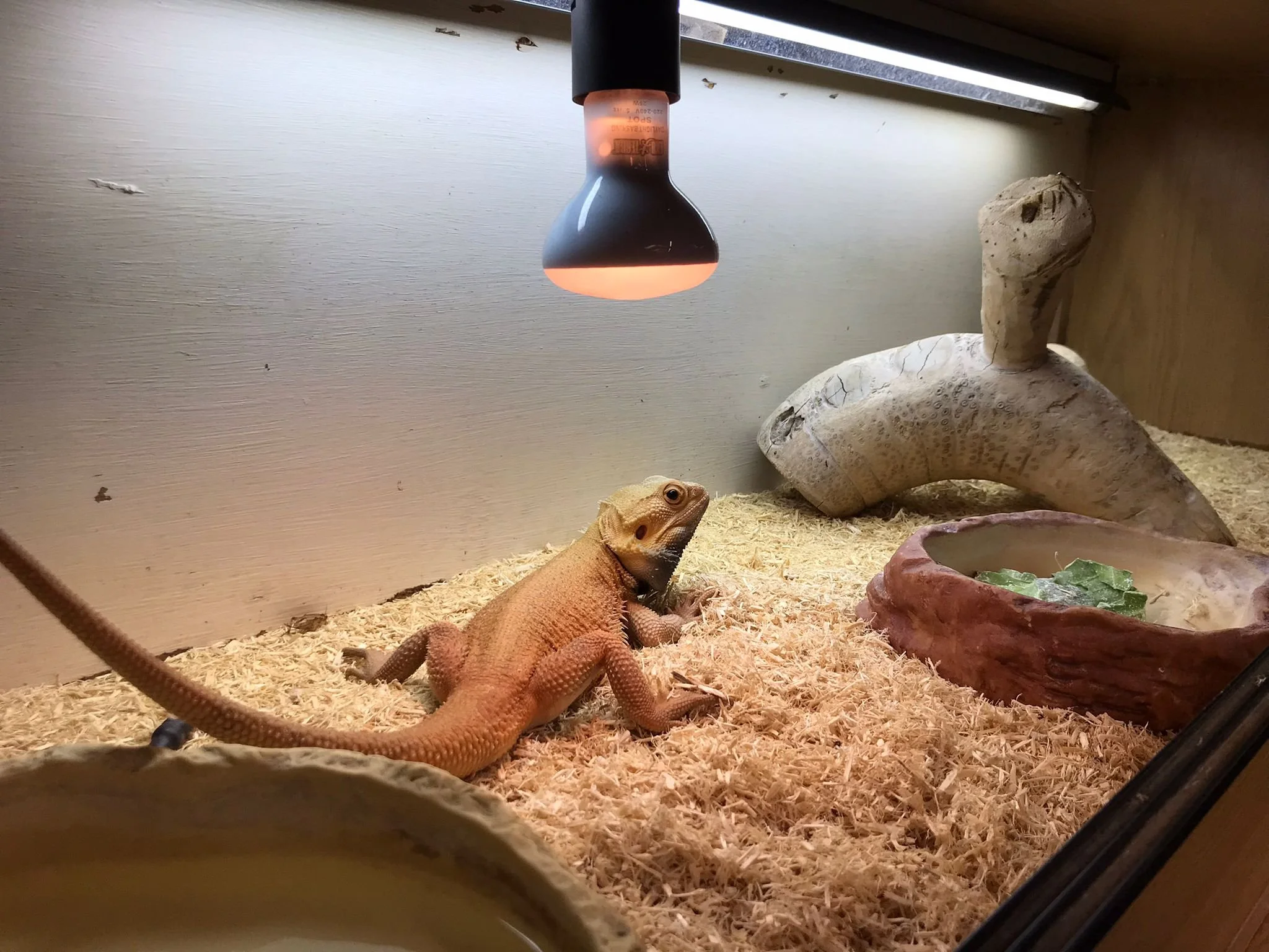 Reptile Holiday Boarding