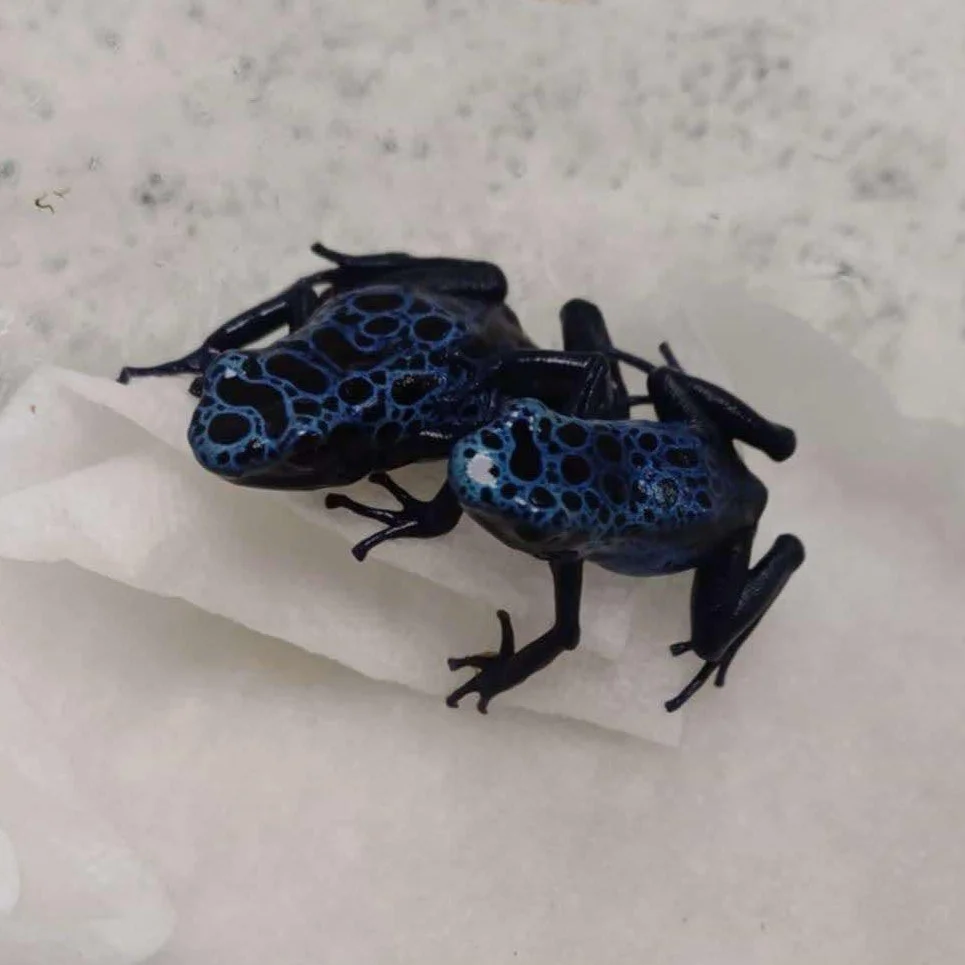 Frogs For Sale — Unique Reptiles For Sale UK