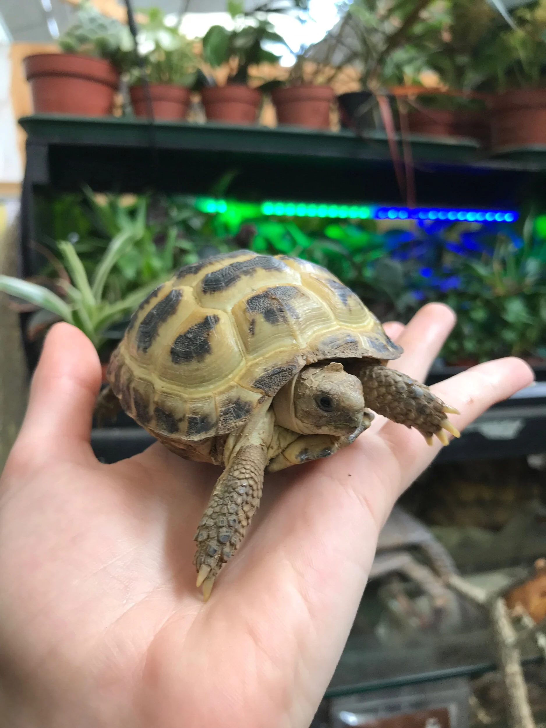 Horsfield's Tortoise For Sale - Garden Ready Female