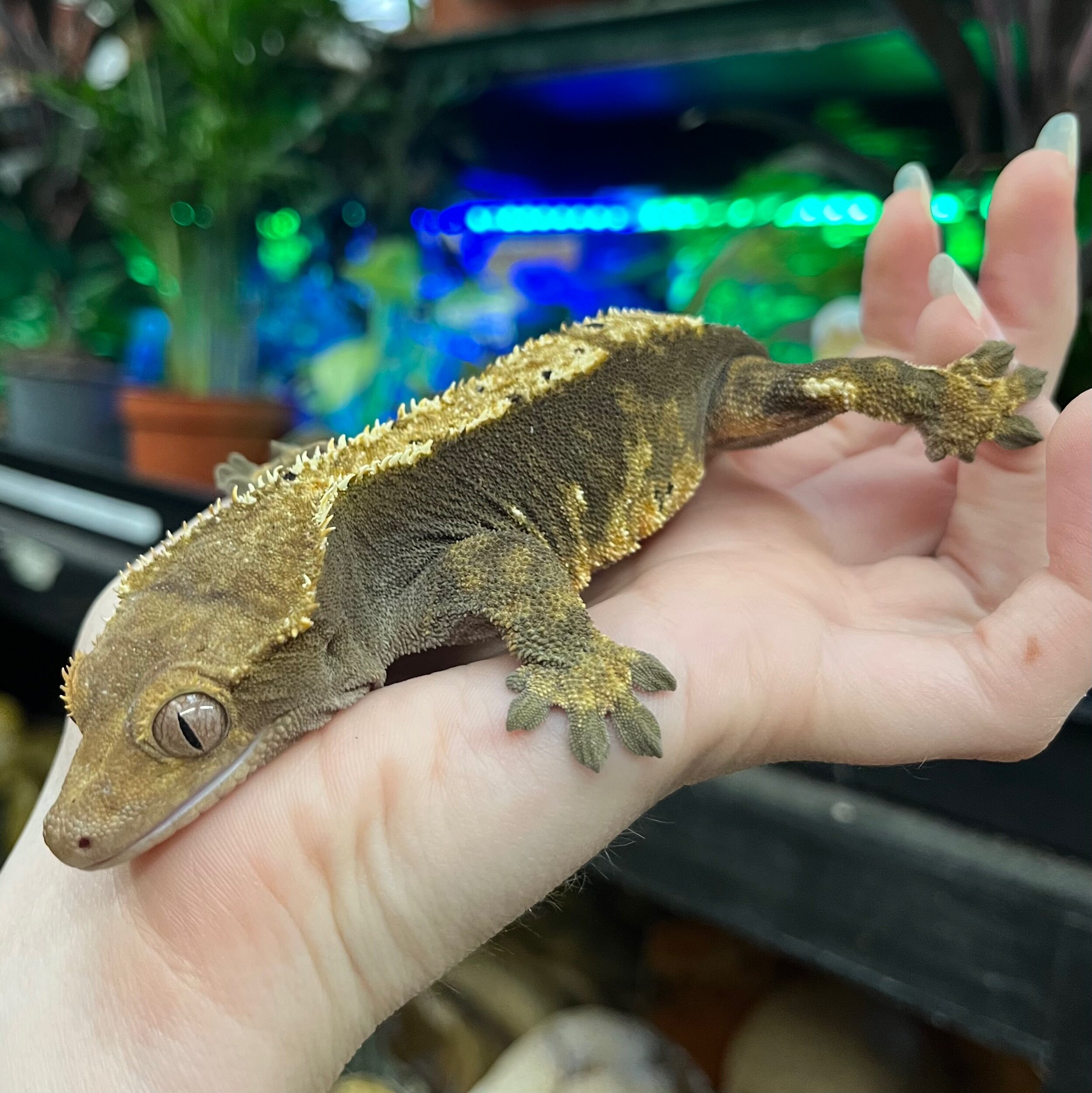 Crested Gecko For Sale - Male F/B Harlequin Dashed Pinstripe