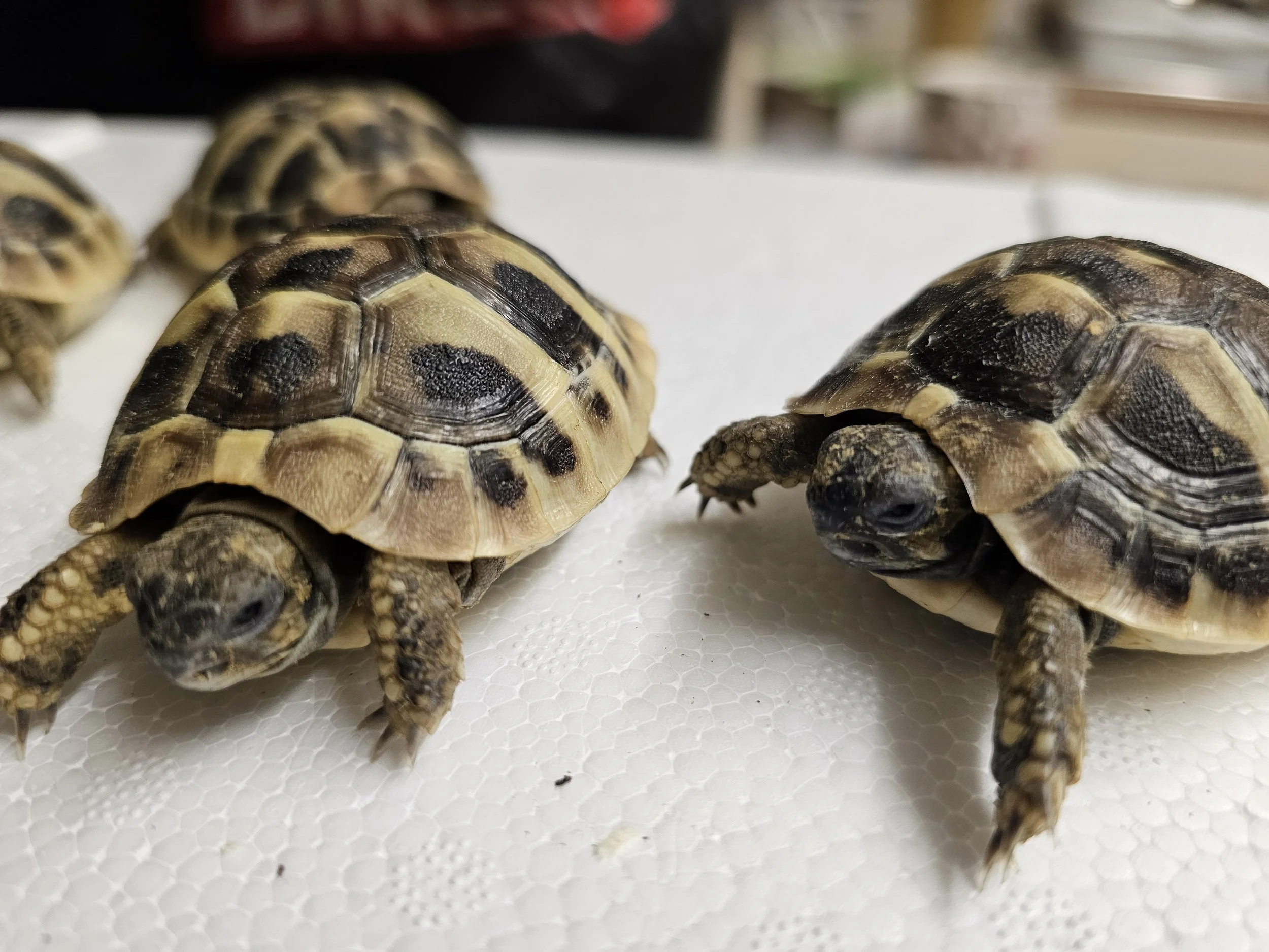 Hermann’s Tortoise For Sale