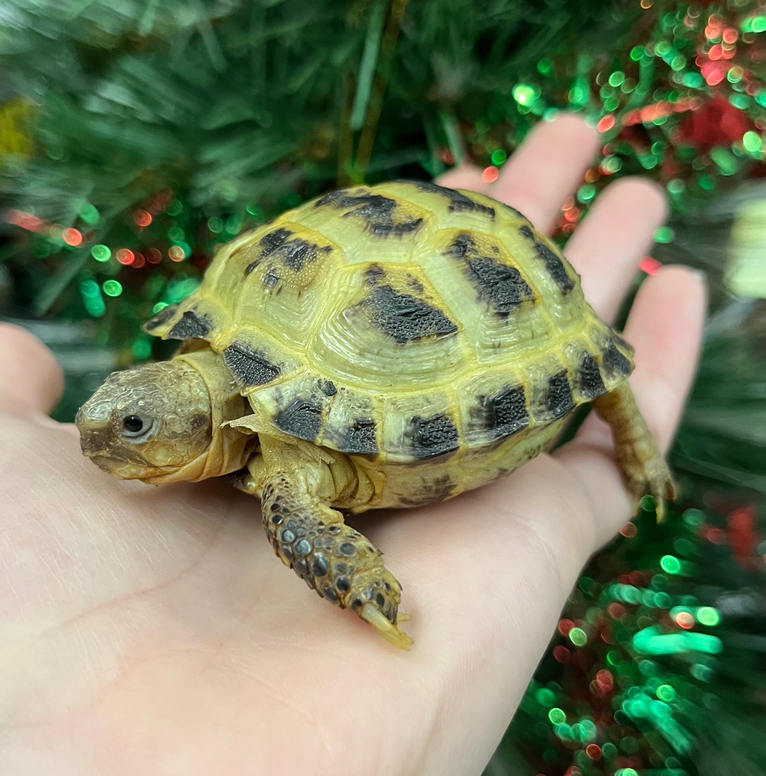 Horsfield's Tortoise For Sale - Garden Ready Female