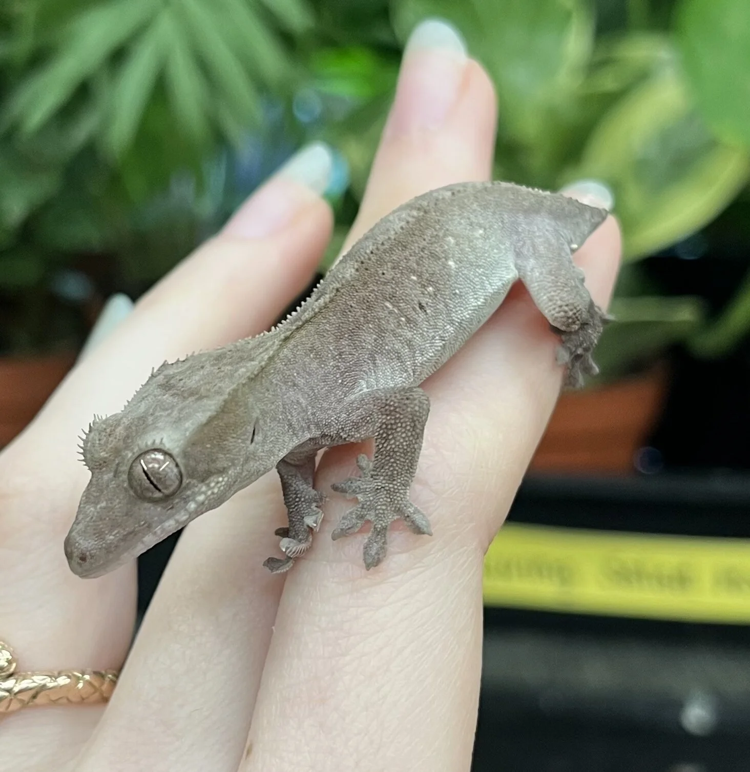Crested Gecko For Sale - Proven Breeder Female Dal Spot