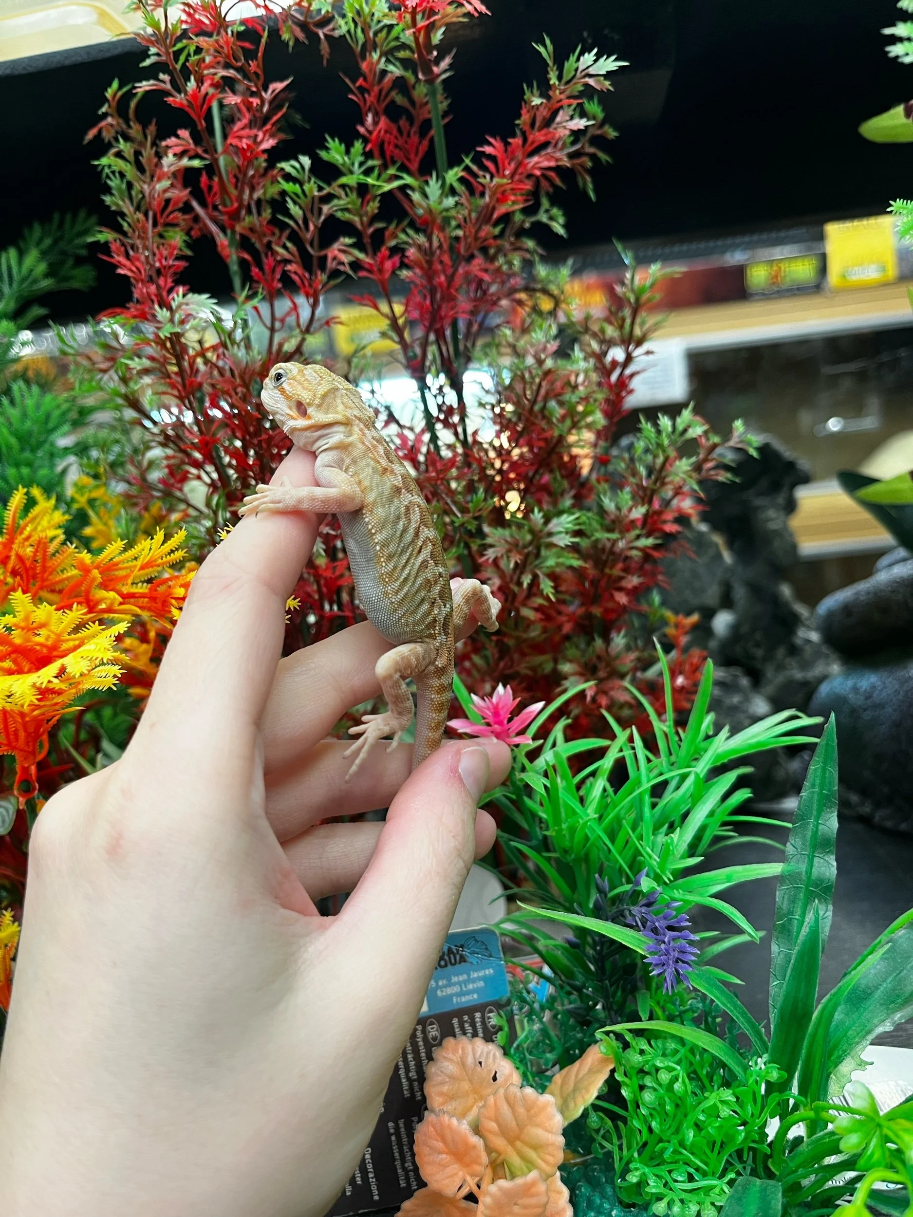 Unique Reptiles For Sale UK - Reptile Shop UK